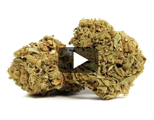 MASTER KUSH | CBD Cannabis Blüten | CBD